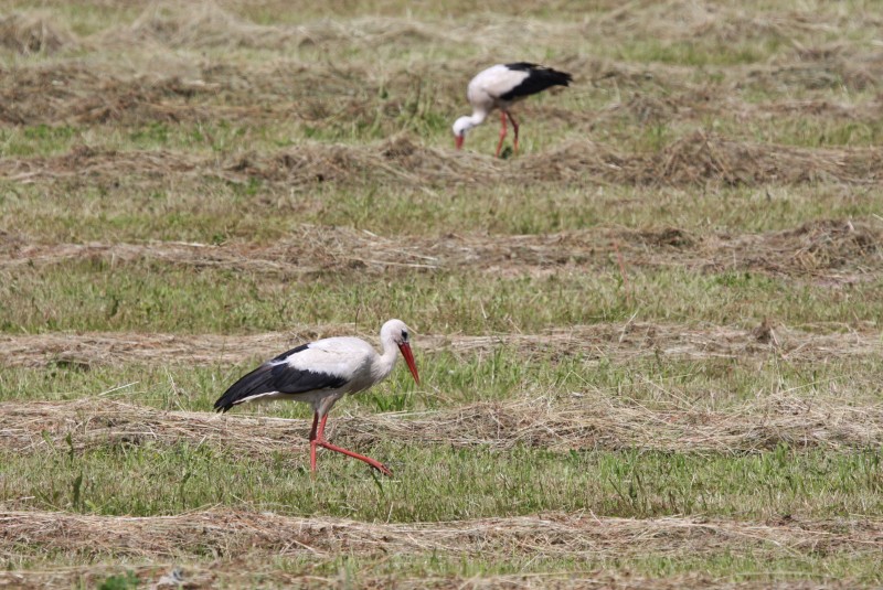 Rugpjūčio 24 d. - gandrų išskridimo diena - Birdlife